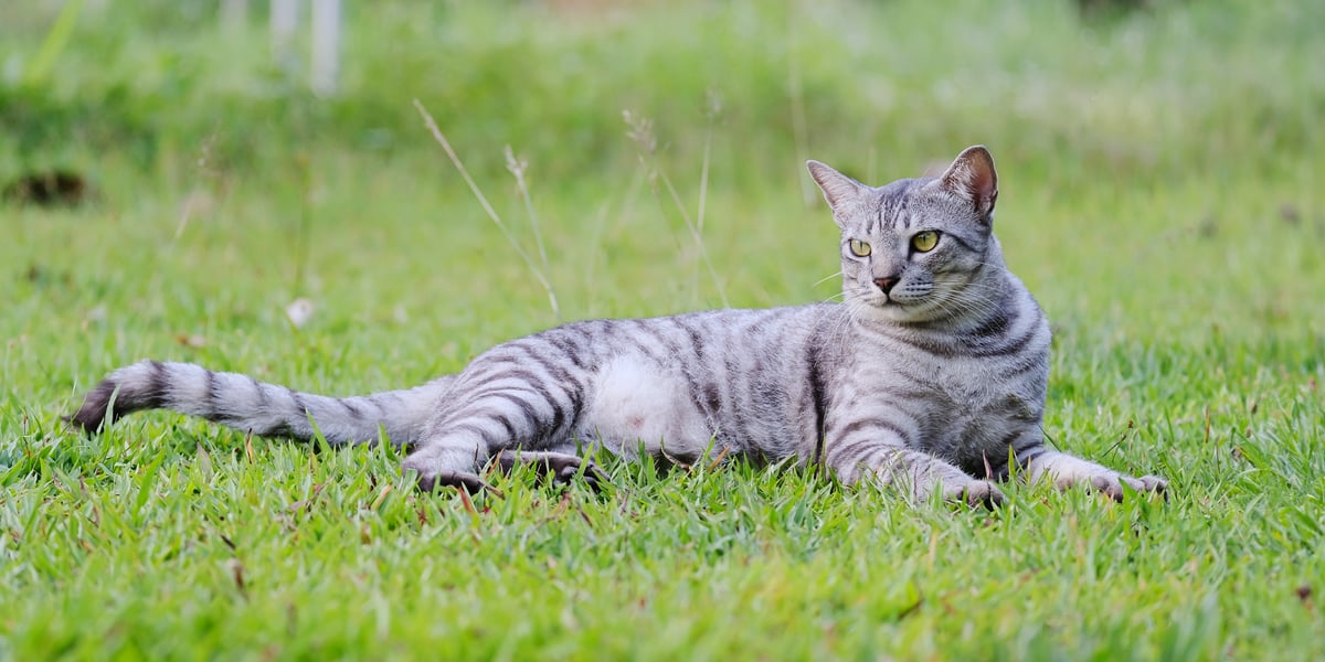 Rare Cat Breeds Bat Outlet Cat Breed