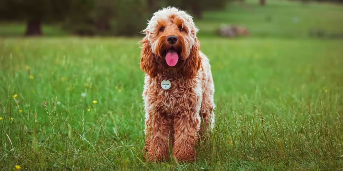 Haircuts For Cockapoos 5 Vet Approved Cockapoo Haircuts You Can Give