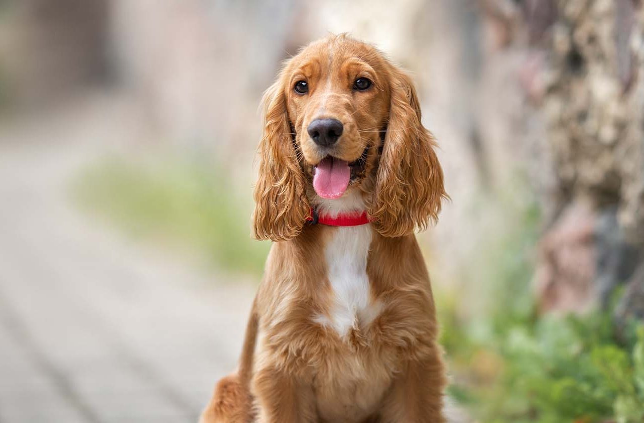 Cocker Spaniel Dog Images