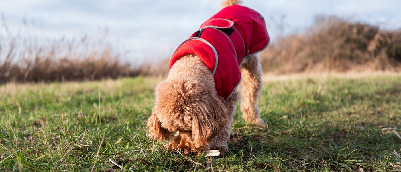 How Far Can a Cockapoo Walk? - Cockapoo Exercise Guide