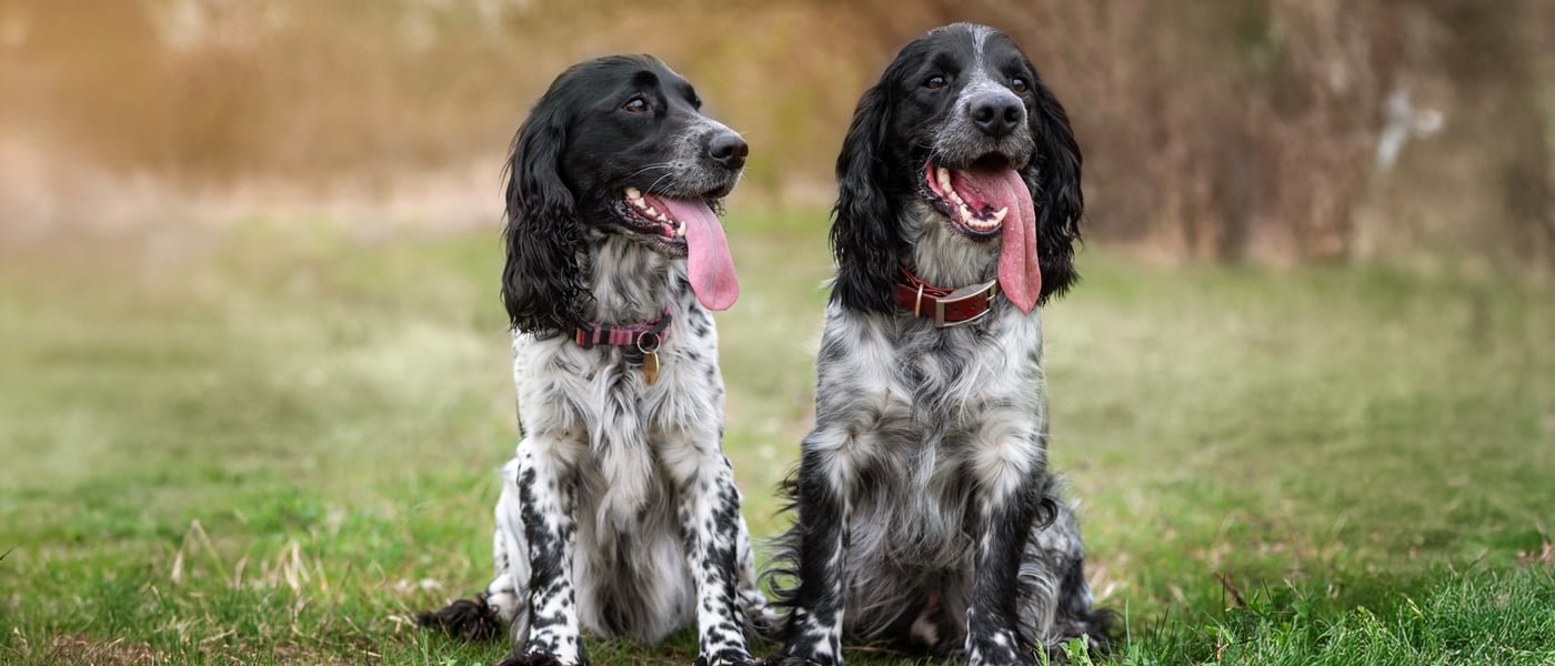 English Springer Spaniel Colours and Coat Types