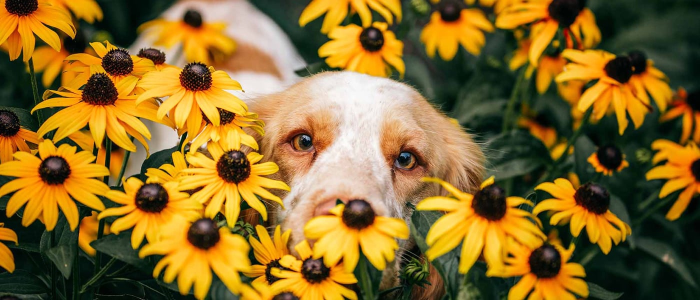 Spaniel Breeds - UK's Top 15 Types of Spaniels
