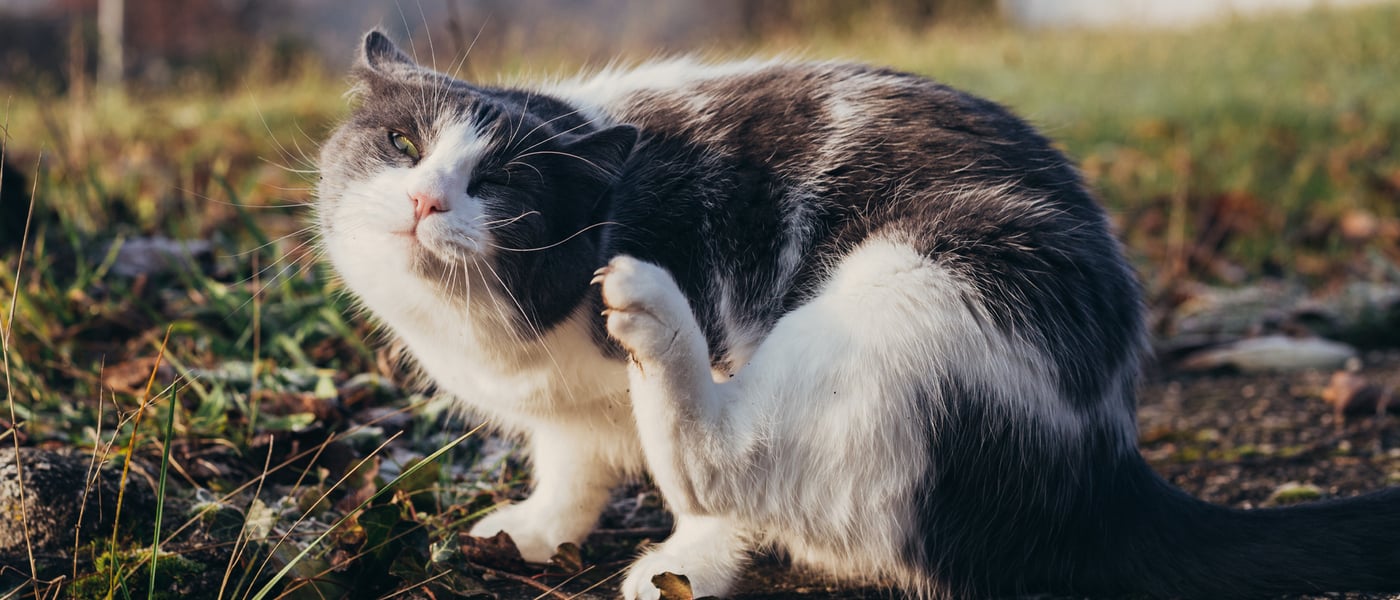 Mites on Cats - How to Recognise and Treat Ear Mites
