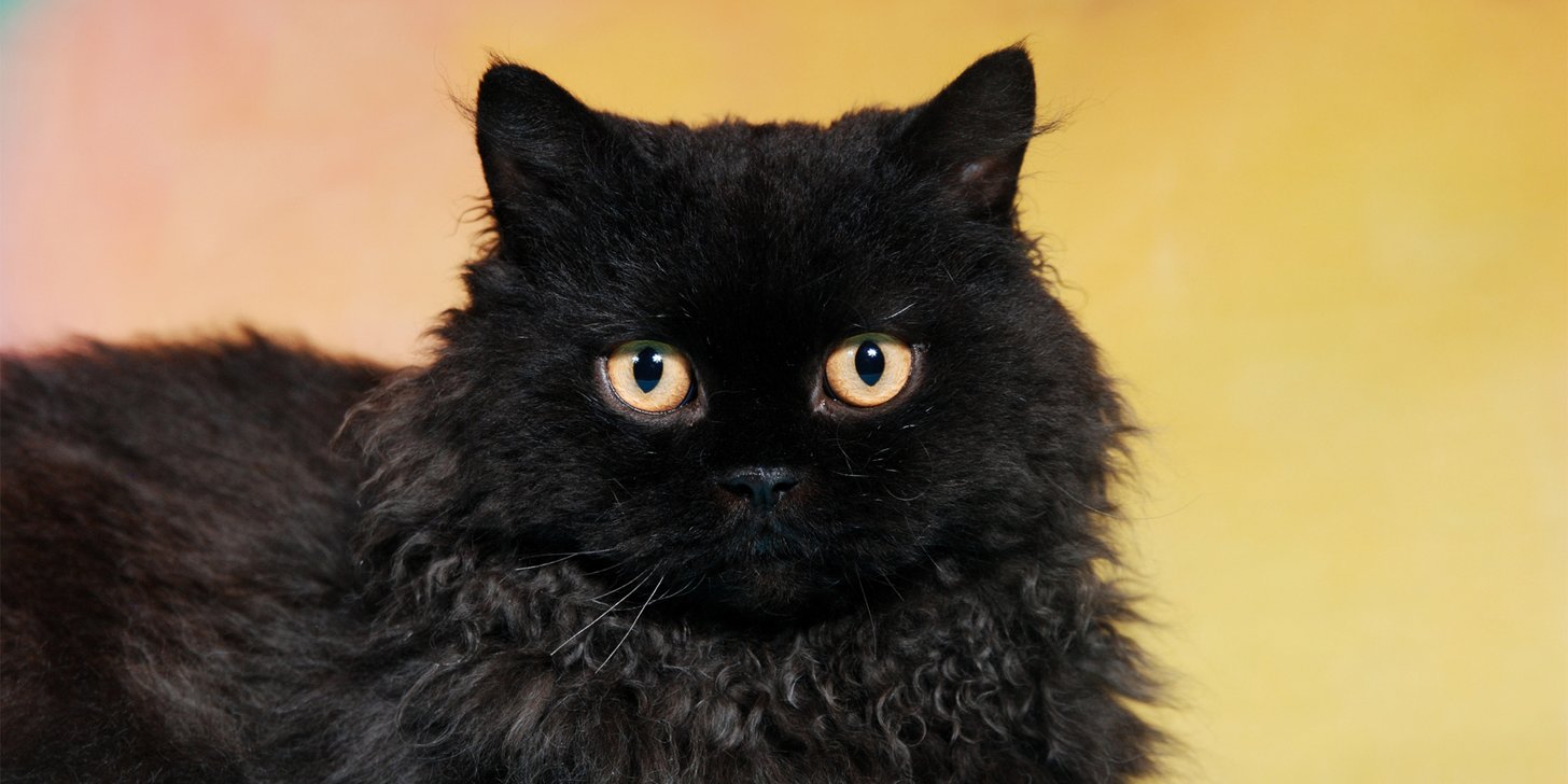 Black Cat Breeds