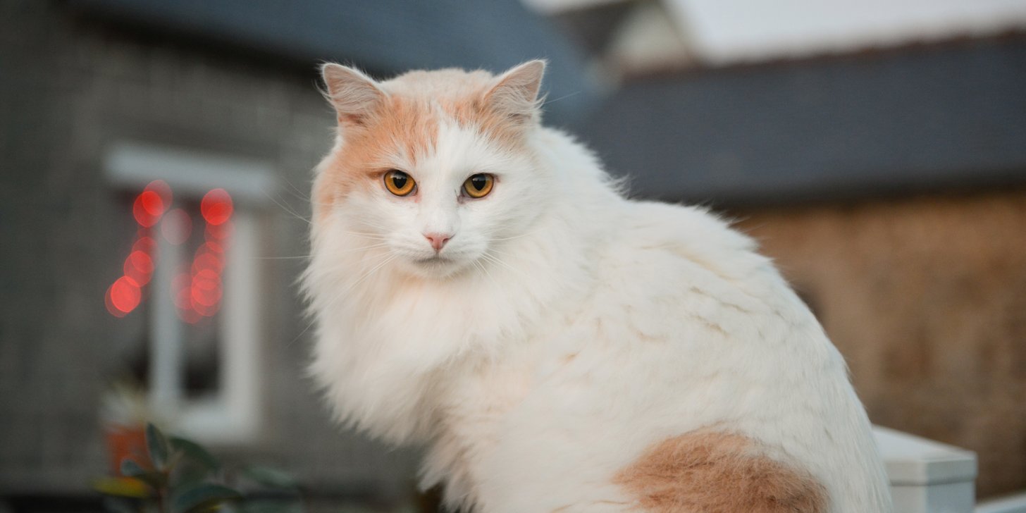 Rare Cat Breeds Bat Outlet Cat Breed