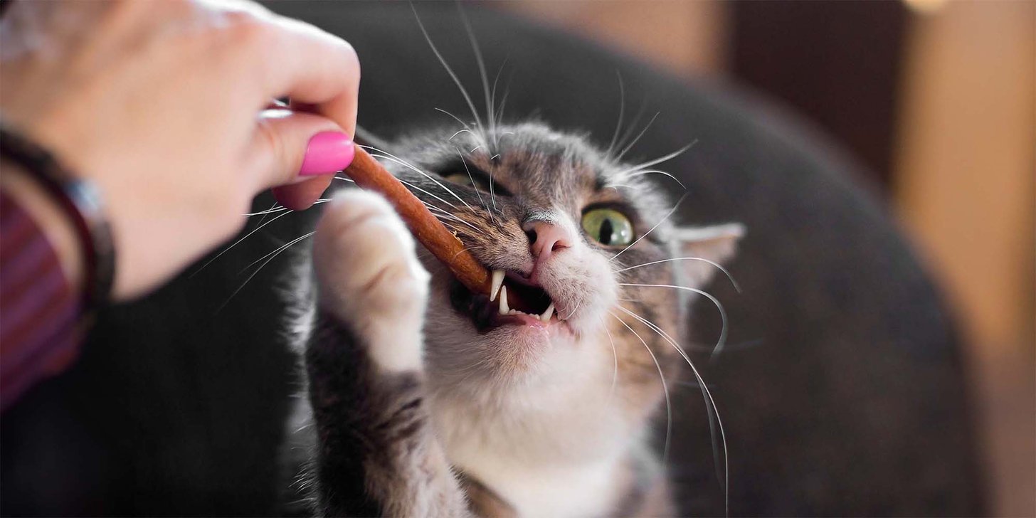 Cat food allergies store