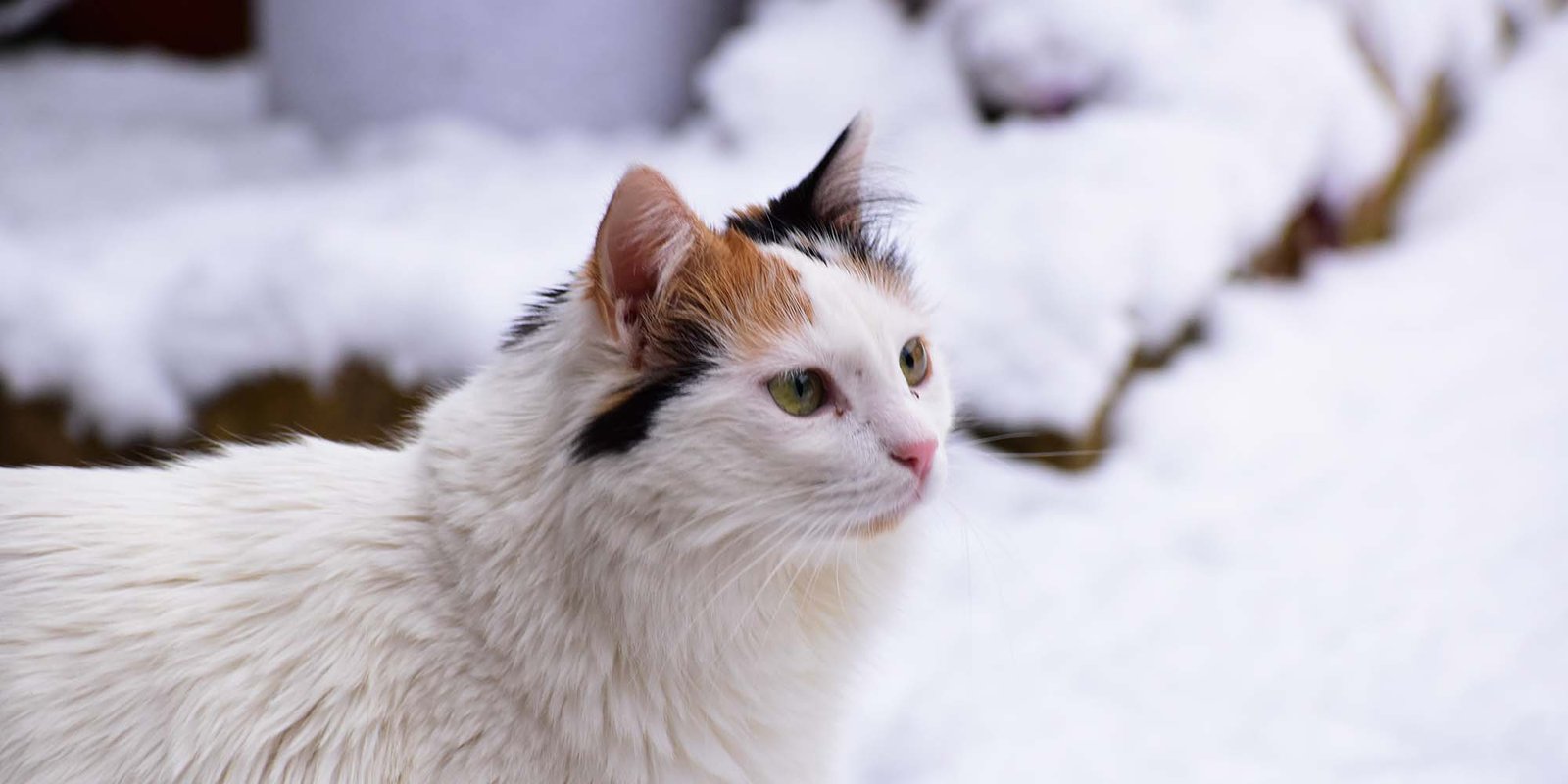 Big Domestic Cat Breeds The Biggest Cat Breeds Purina Australia