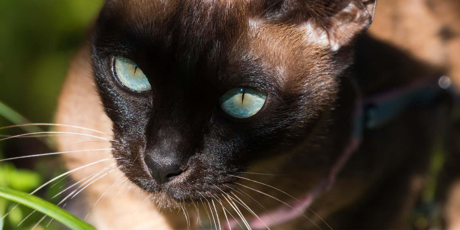 Very Rare Cat Breeds 32 Types Of Rare Cat Breeds | PetsRadar