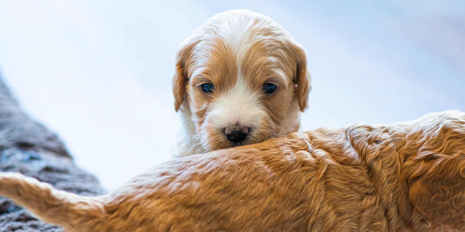 Full Grown Cockapoos Cockapoo Puppies Full Grown 2025