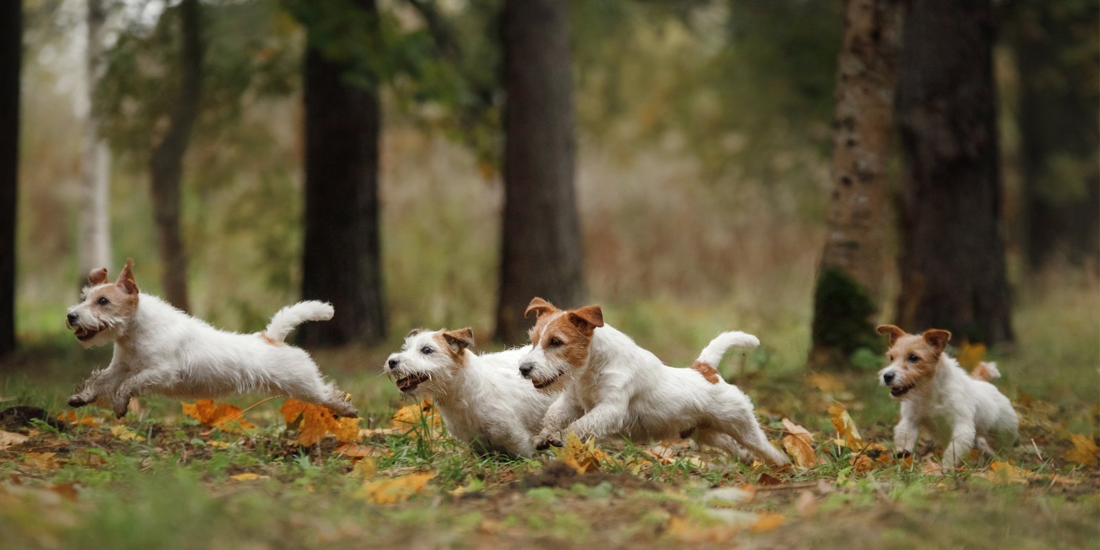 Jack Russell Terrier Coat Types Jack Russell Pure Pet Food