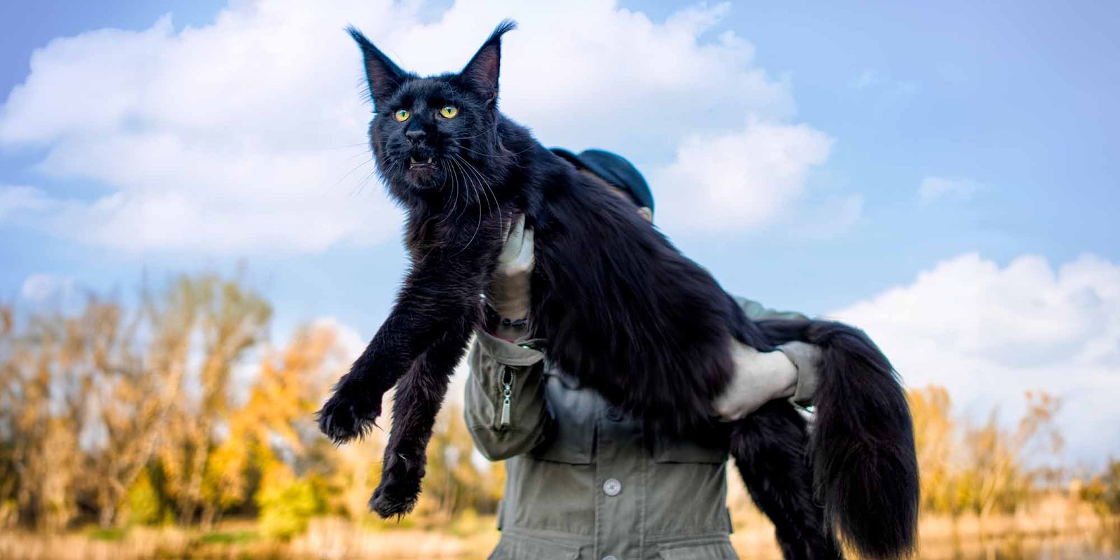 Biggest Domestic Cat In The World The World's Top Tallest Cat