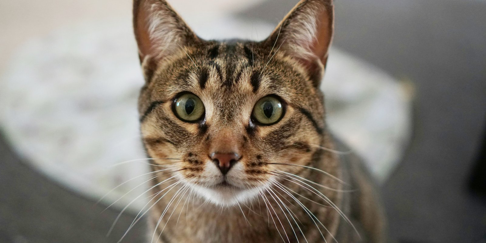 Very Rare Cat Breeds 32 Types Of Rare Cat Breeds | PetsRadar