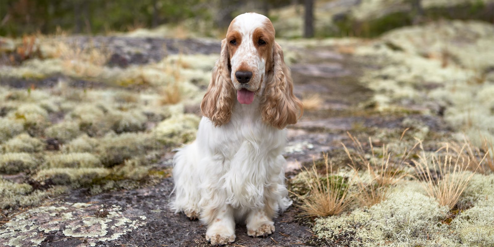 Light Brown And White Cocker Spaniel