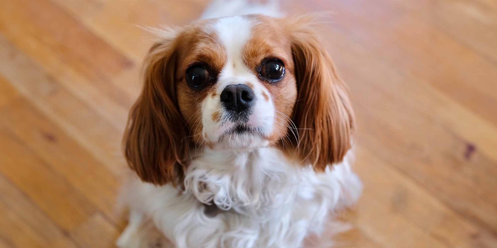 Best Family Dogs Top 10 Family Dogs: Best Breeds For UK Families