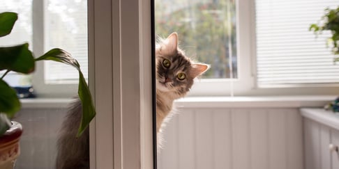 Do Foxes Attack Cats? Urban Wildlife Insights