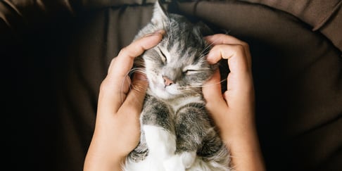 Why Do Cats Dribble? - 5 Reasons Why