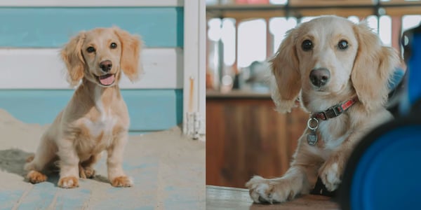 The Ultimate Cockapoo Haircut Guide