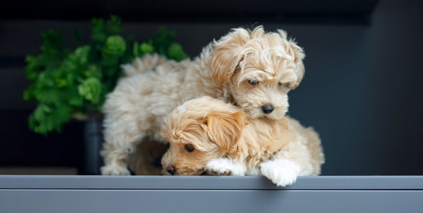 cute cockapoo names