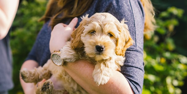 Cockapoo vs Cavapoo - Comparing The Breeds