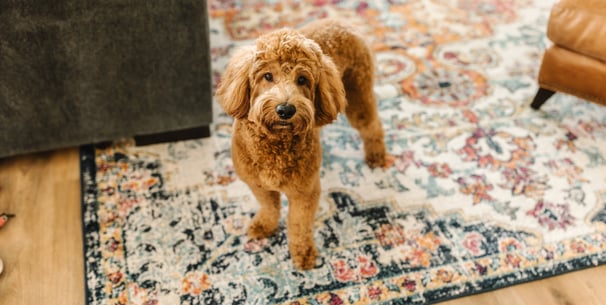 Waggel Blog - By your side through the ups and downs of pet ownership.