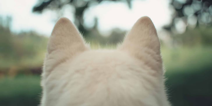 Dogs with Long Ears - 10 Long Eared Dog Breeds with Pics