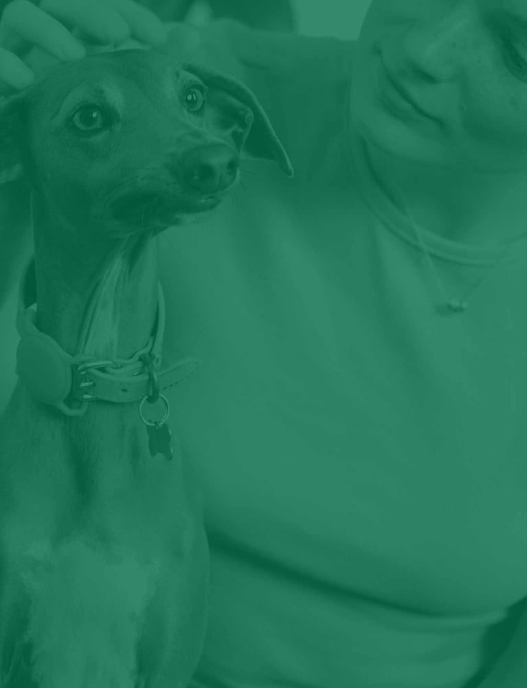 Waggel | Lifetime Pet Insurance, Simplified