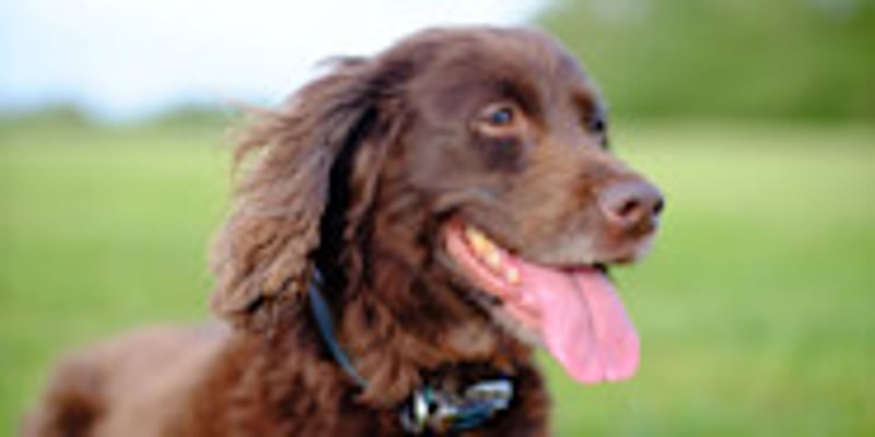 The Ultimate Guide To Cocker Spaniel Colours And Coat Types From